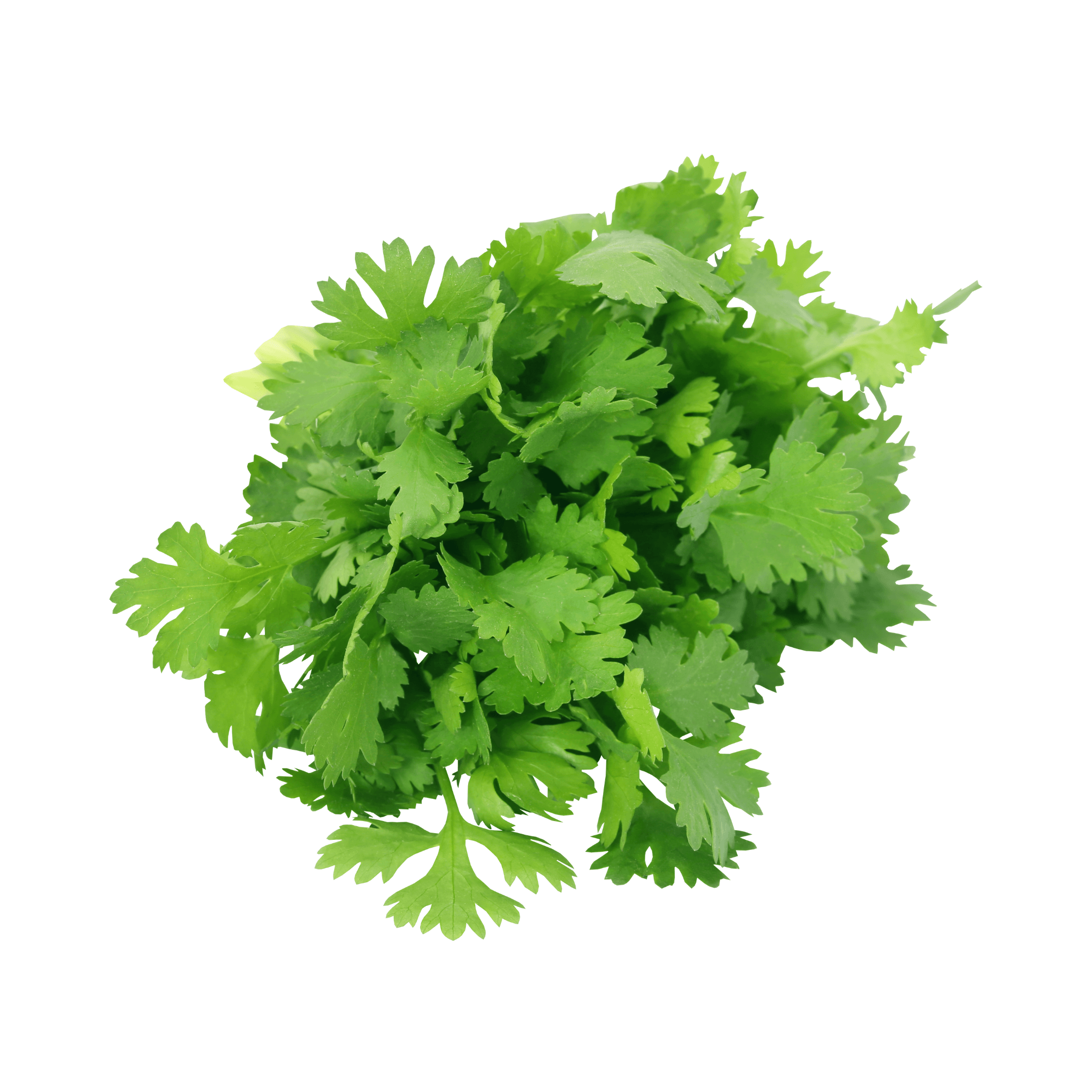 Fresh, fragrant Middle Eastern coriander with bright green leaves ...