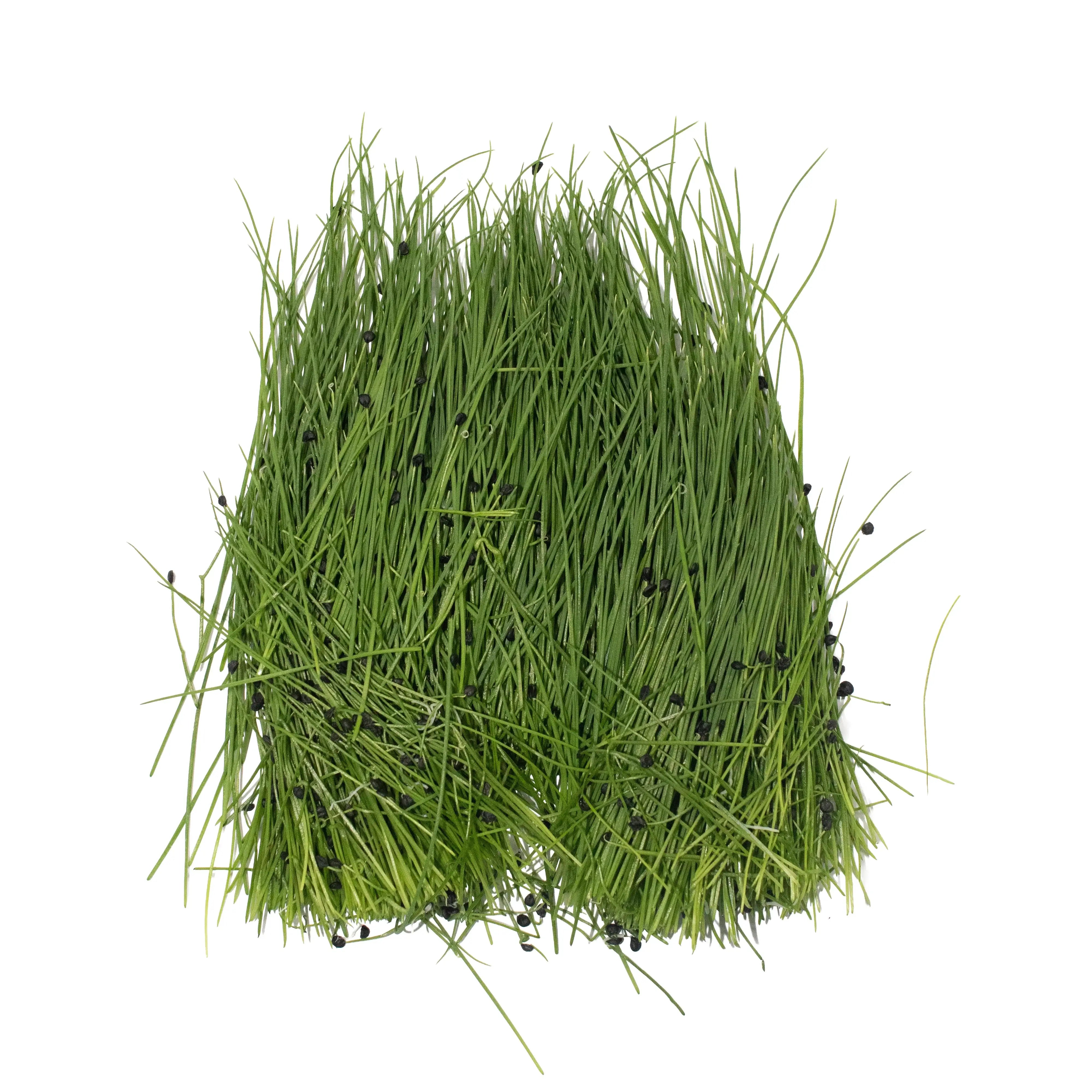 Chives 30g Fresh Herb (UAE) | UNS Farms